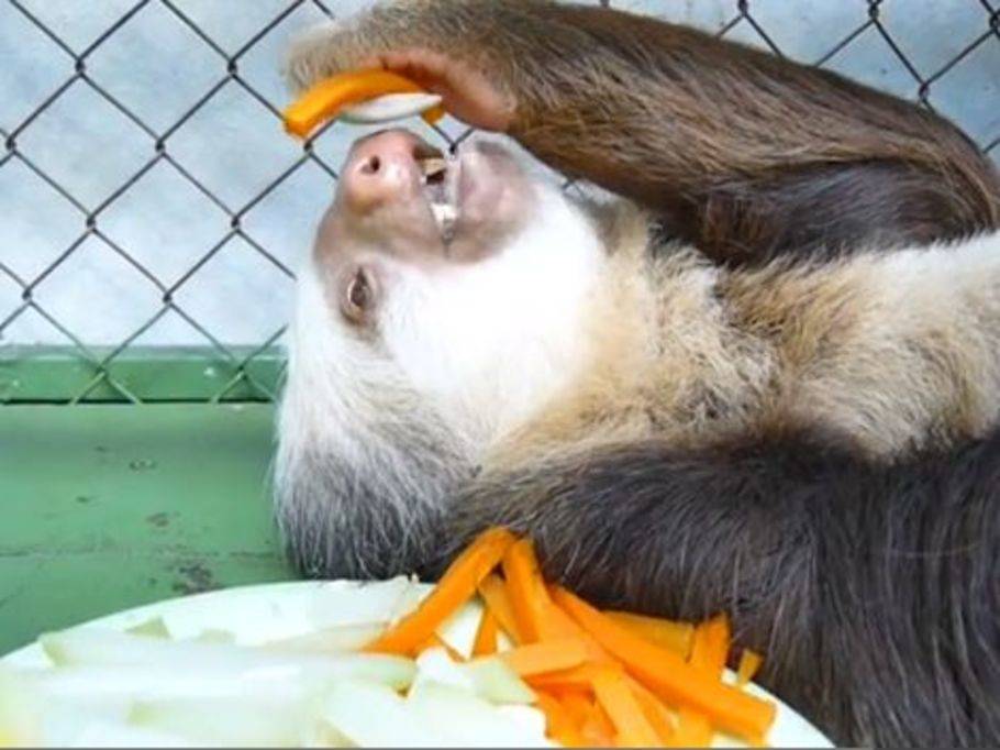 Süßes Faultier-Meme