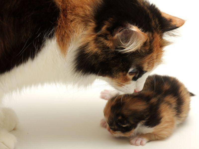 Katzenmamas und ihre Kitten: Look-a-like-Contest