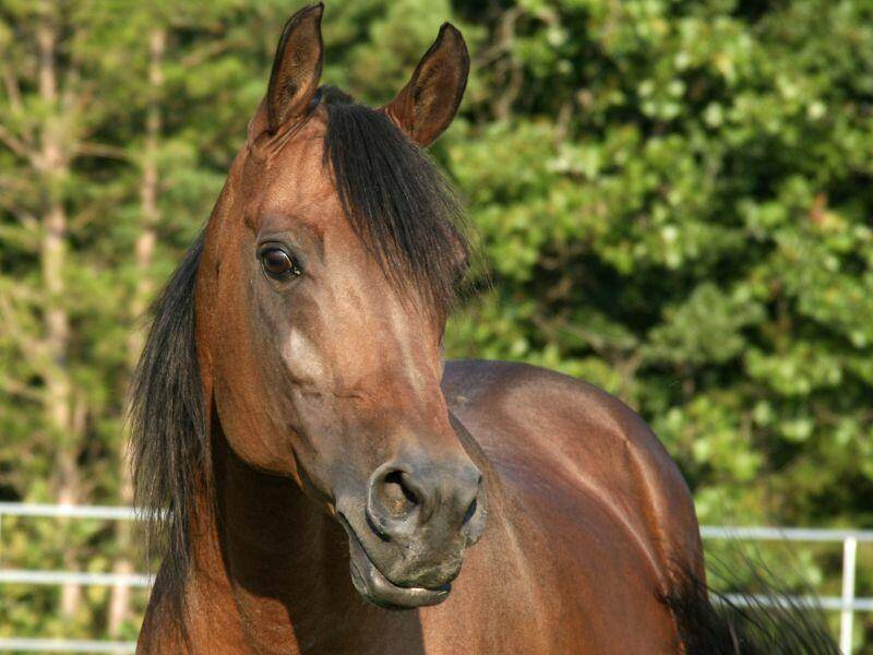Wunderschöne Araber: Pferde aus der Wüste