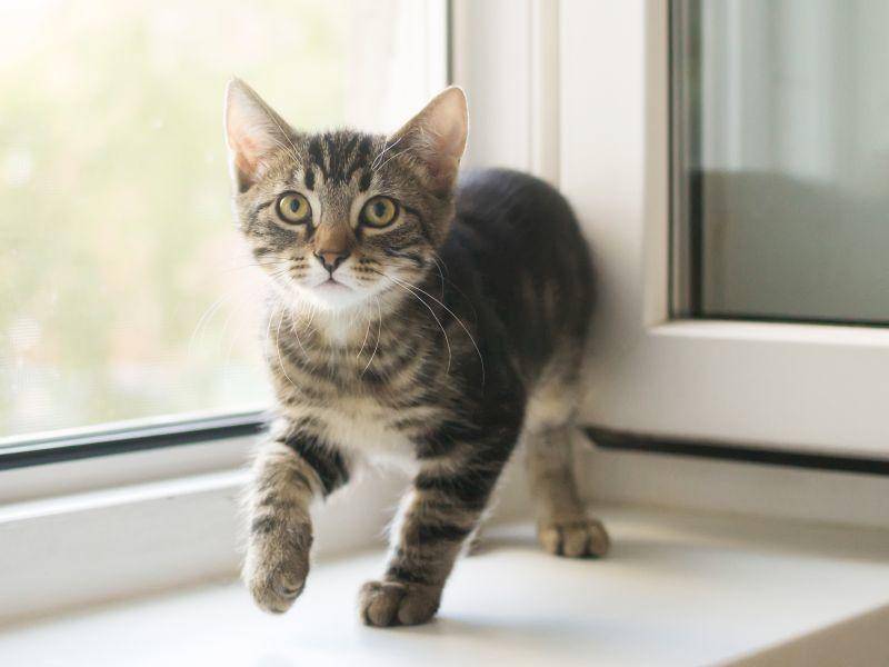 Zehn Katzen schleichen um die Wette