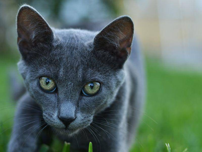 Zehn Katzen schleichen um die Wette
