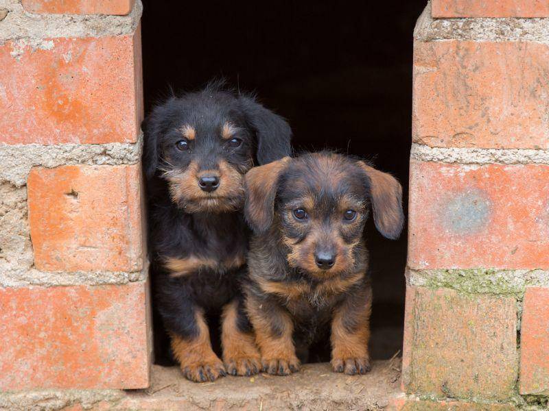 Klitzekleine Dackel-Welpen zum Verlieben
