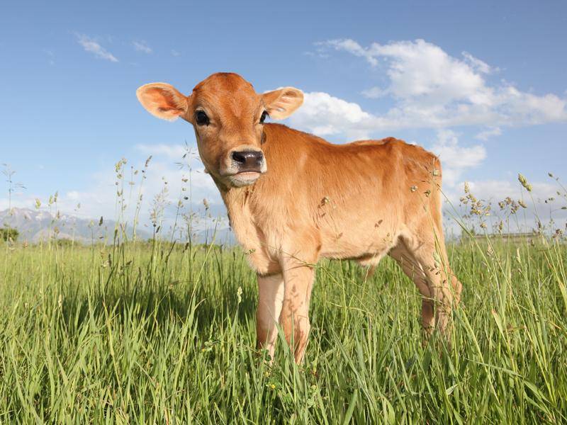 Süße Kälbchen auf Wiesentour