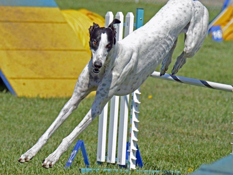 Greyhound: Elegant und blitzschnell