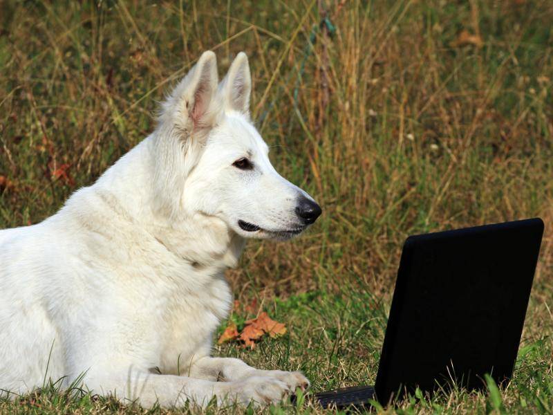 Tiere am Laptop: "Wow, ist das spannend!"