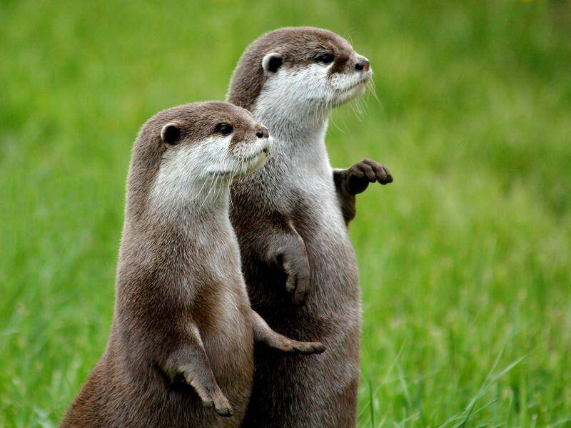 Putzige Otter-Parade: Wer ist am süßesten?