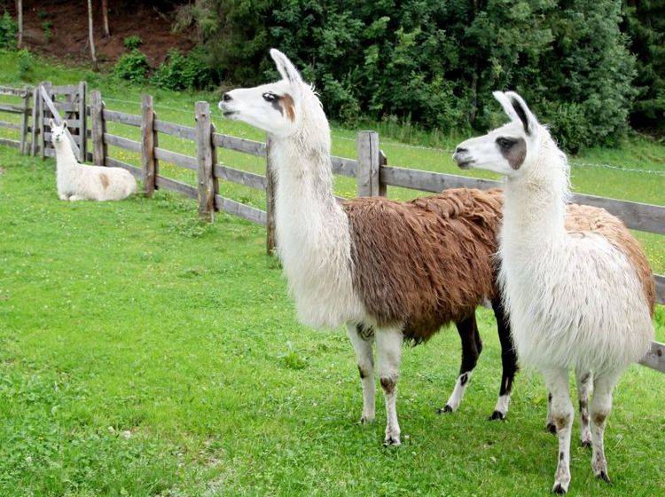 Guck nicht, sonst spuck ich! Spucken Lamas wirklich?