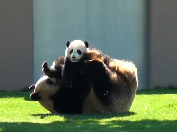 Baby-Pandabär kabbelt sich mit Mama