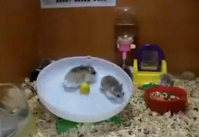 Hamster auf Speed: Wer ist der Schnellste?