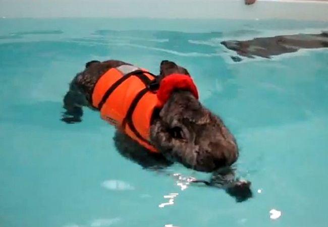 Schwimmendes Kaninchen: Badengehen als Therapie