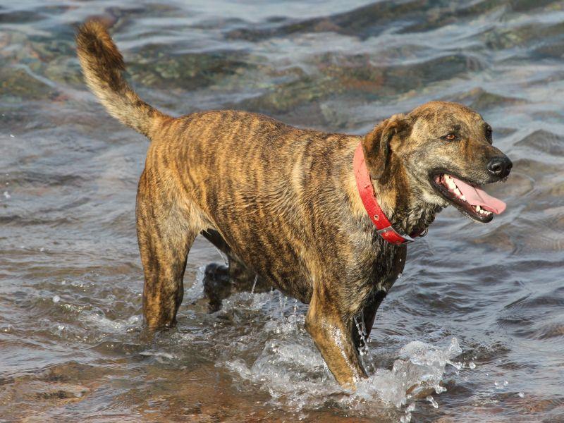 Gelenkprobleme beim Hund: So beugen Sie vor