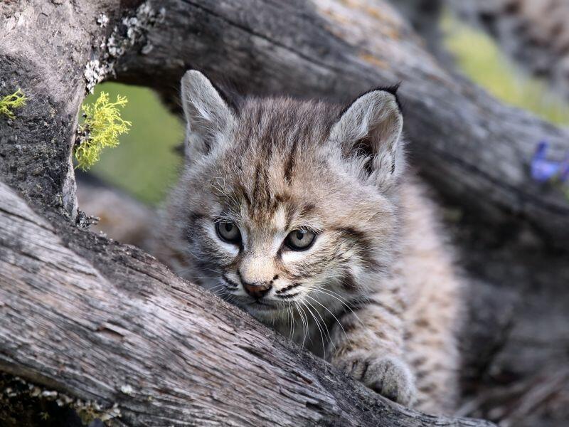 Wild, aber bezaubernd: Raubkatzen im Taschenformat