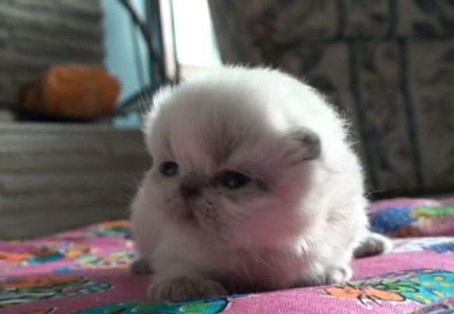 Extrem niedlich: Babykatze erblickt zum ersten Mal die Welt