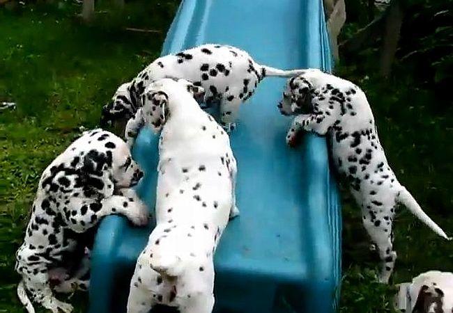Tierischer Ausflug: Dalmatiner-Babys gehen rutschen