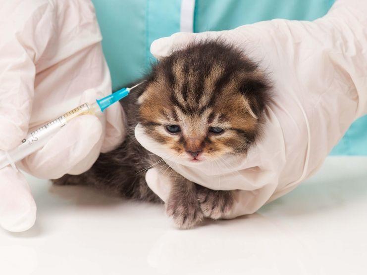 Impfung und Vorbeugung der Katze gegen FIP Impfung und Vorbeugung der Katze gegen FIP