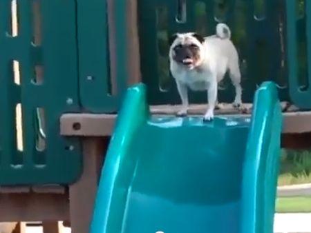 Spaß auf dem Spielplatz: Lustige Mops-Rutsch-Compilation