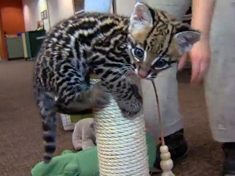 Niedlich: Auch Baby-Ozelots mögen Kratzbäume