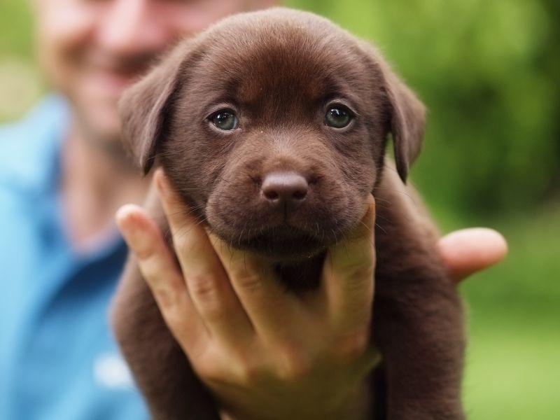 Schöner Jagdhund: Der Labrador in Schokobraun