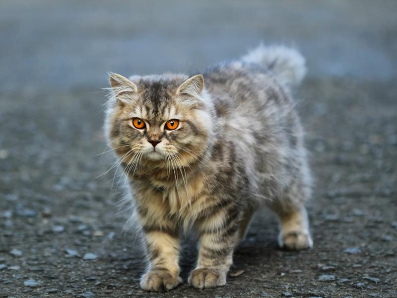 Coole Katzennamen aus der Welt der Action-Stars