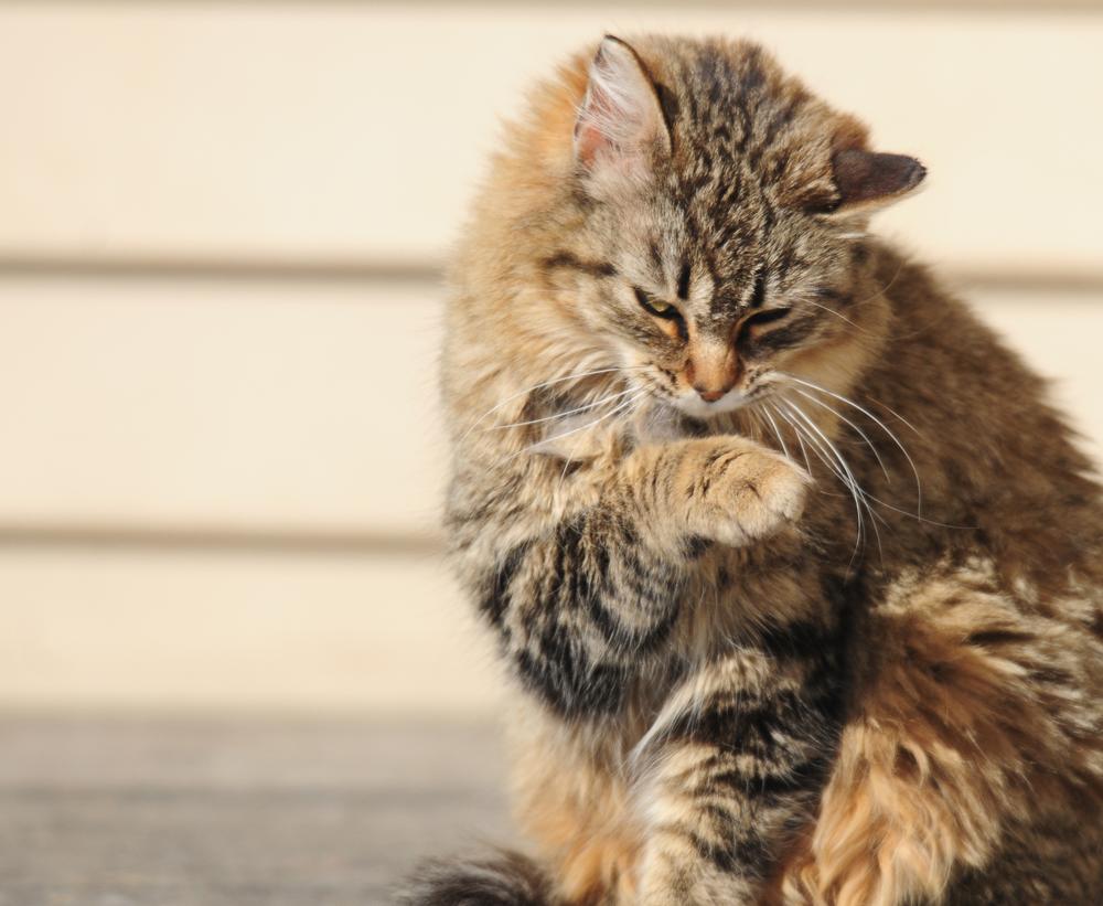 Haarlinge bei Katzen: Ursachen und Symptome