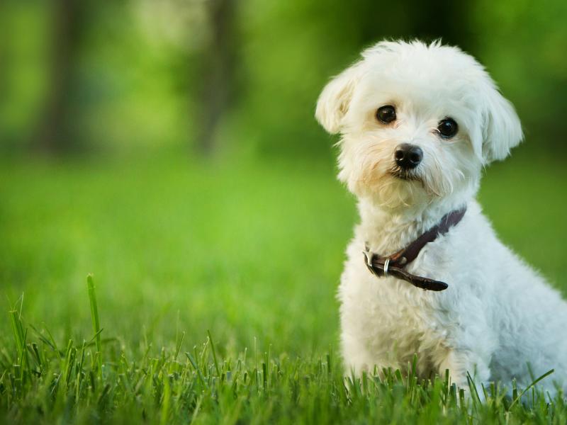 So bringen Sie Ihrem Welpen seinen Namen bei