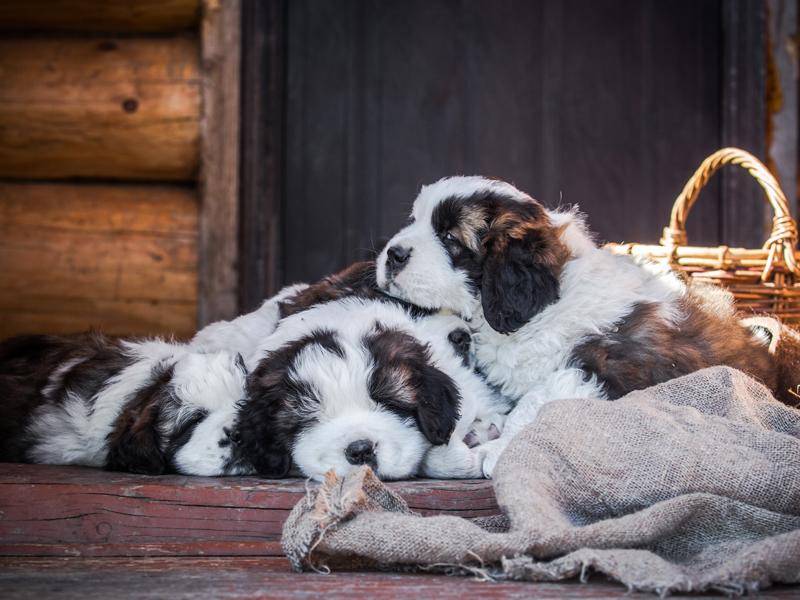 Bernhardiner: Sanfter Riese aus der Schweiz