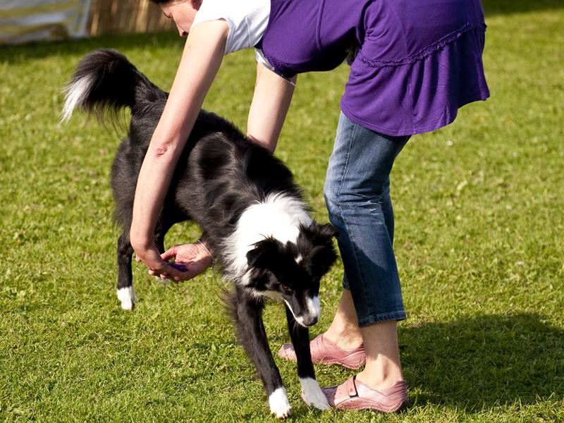 Tipps und Übungen zum Dog Dancing