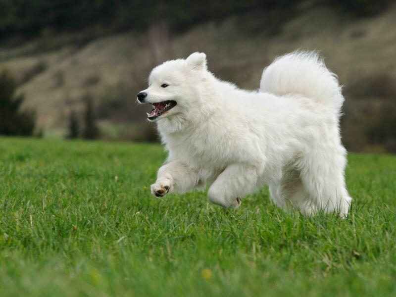 Samojede: Tipps zur Haltung des Hundes