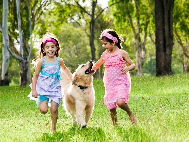 Große Familienhunde: Diese Rassen passen zu Kindern