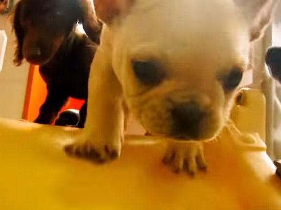 Videozusammenstellung: Welpen rutschen um die Wette