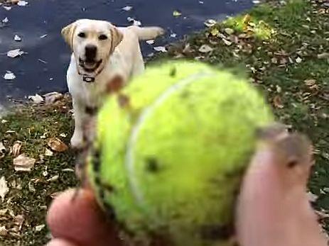 Süßer Hund: Ballspaß in riesigem Laubhaufen