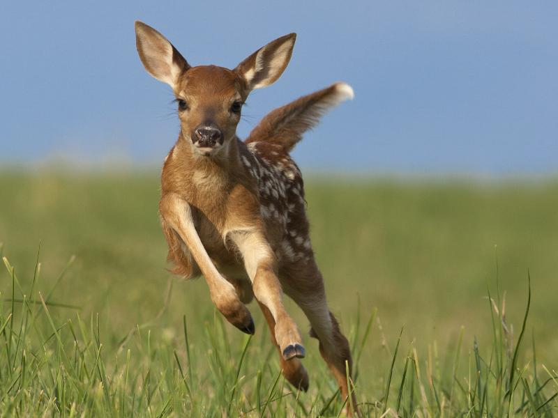 Rehkitz: Süß, frech und neugierig