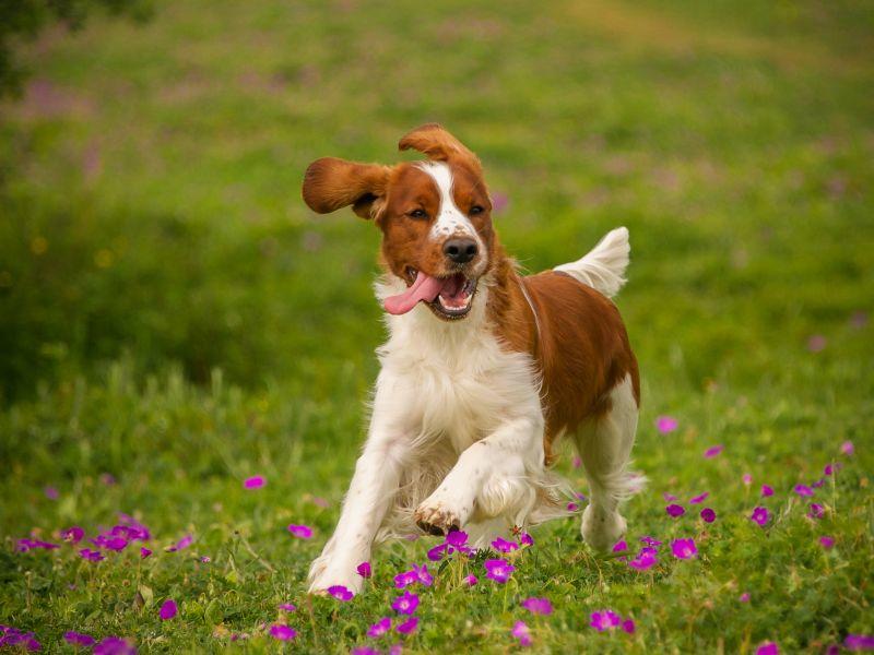 Welsh Springer Spaniel: Schöner Hund aus Großbritannien