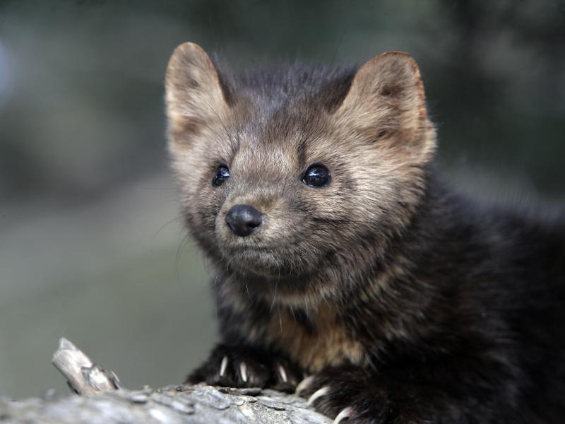 Echte Marder: Raubtiere in Eurasien und Nordamerika