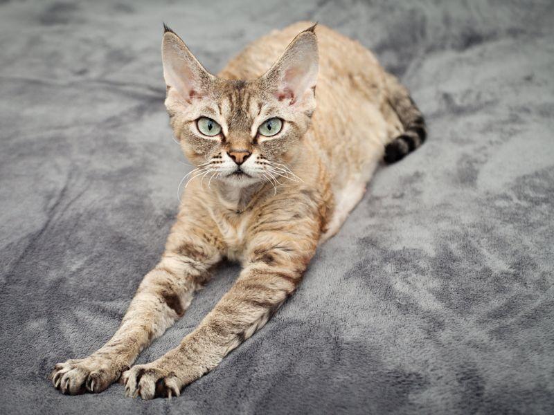 Die German Rex – eine liebevolle Lockenkatze