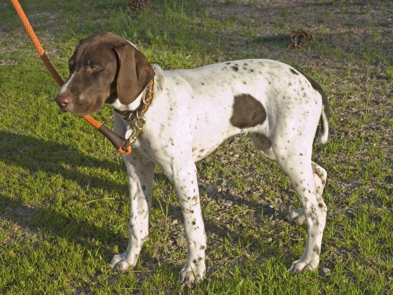English Pointer: Besonderes bei der Erziehung