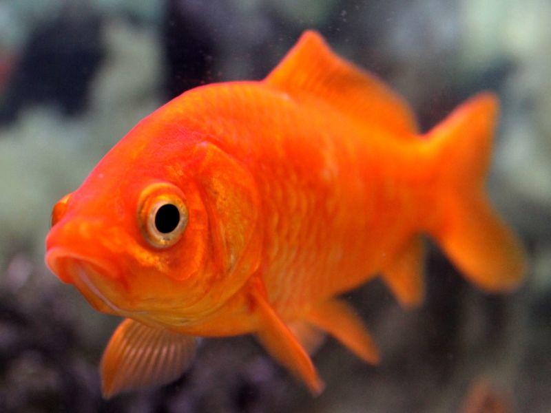 Goldfische: Beliebte kleine Süßwasserbewohner