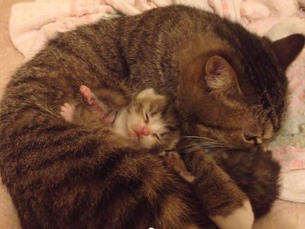 Süßes Suchbild: Katze versteckt ihre Miniversionen