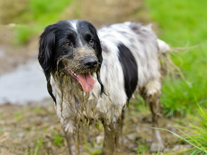 Hundegeruch in der Wohnung loswerden
