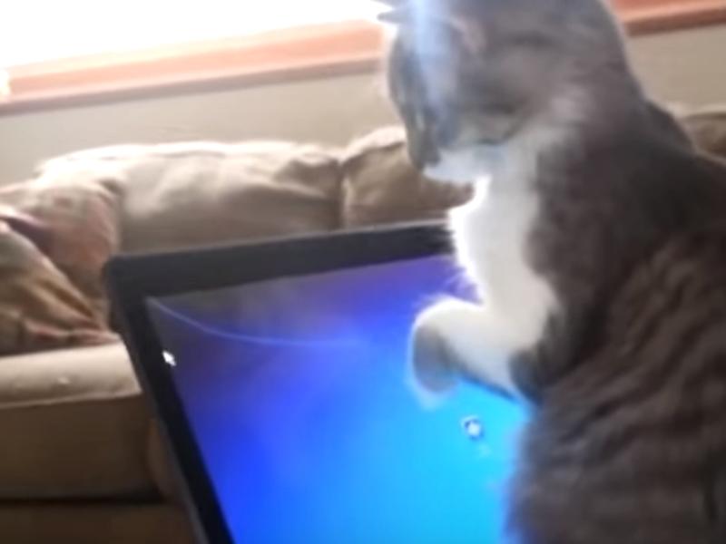 Wenn Katzen einen Computer entdecken,