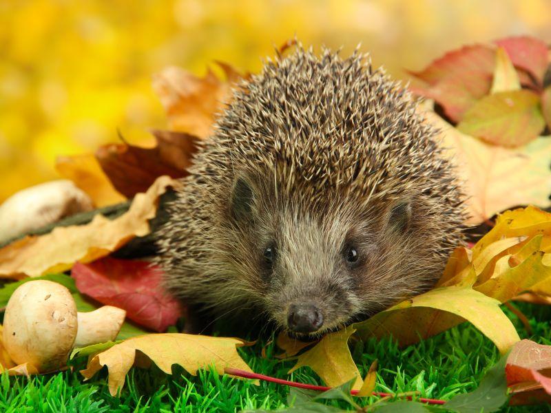 Igel im Winter: Wann brauchen sie Hilfe?