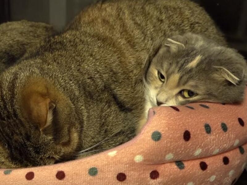 Mama Katze dient als Kissen für ihre Riesenbabys
