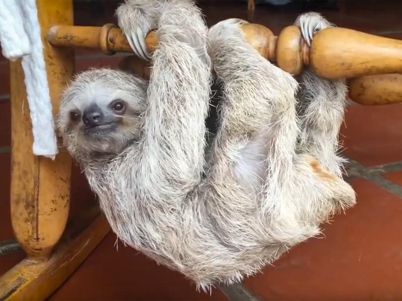 Baby-Faultiere werden aufgepäppelt und lernen klettern