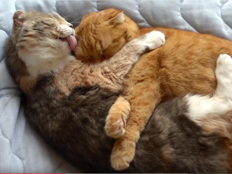Katzenmama bekuschelt ihr erwachsenes Baby