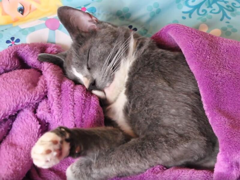 Süßer Schlummer: Entspannte Katze lächelt im Schlaf