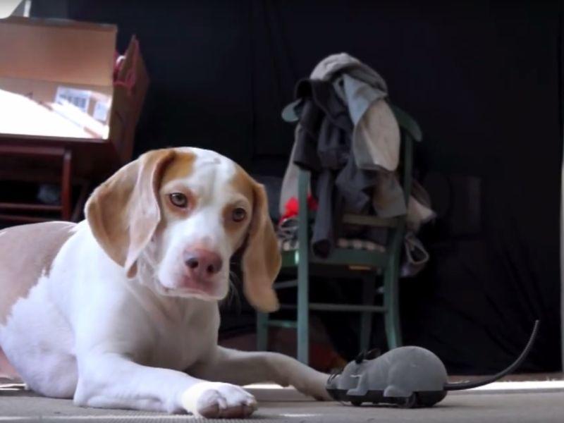 Beagle Maymo spielt mit Plüschtierrobotern