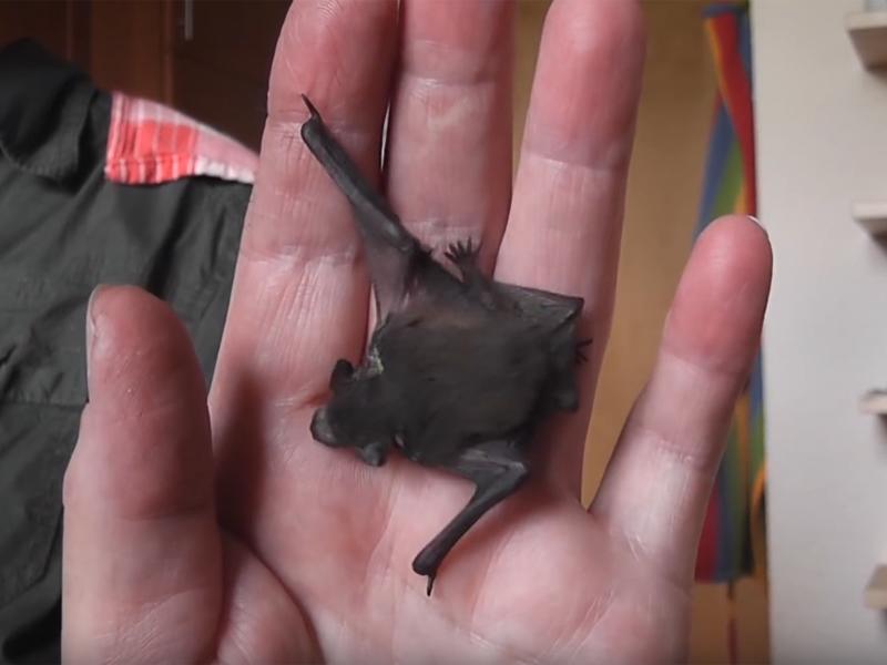 Baby-Fledermaus und Spatz werden gefüttert