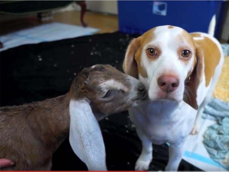 Beagle Maymo spielt mit seinen Ziegenfreunden