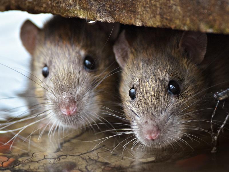 Intelligenz von Ratten: So schlau sind die Nager