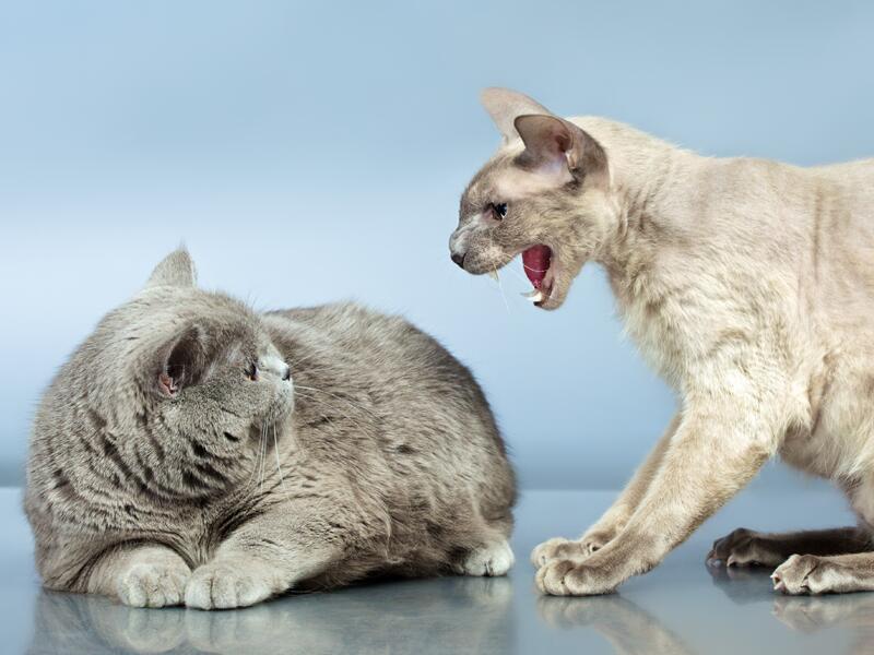 Umgeleitete Aggression bei Katzen: Was ist das?